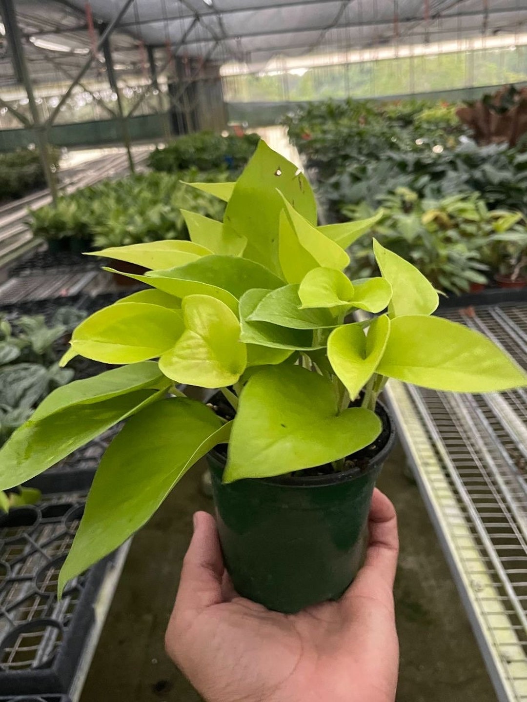 4in Pothos Plant neon Live Plants Houseplant - Etsy