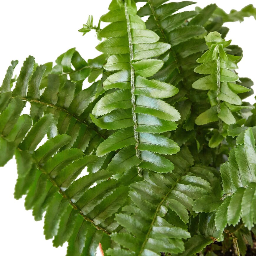 4in Fern jester Crown Indoor Plants Houseplant - Etsy