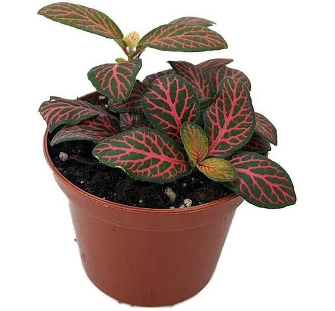4in Fittonia red Nerve Plant Live Plant Houseplant - Etsy