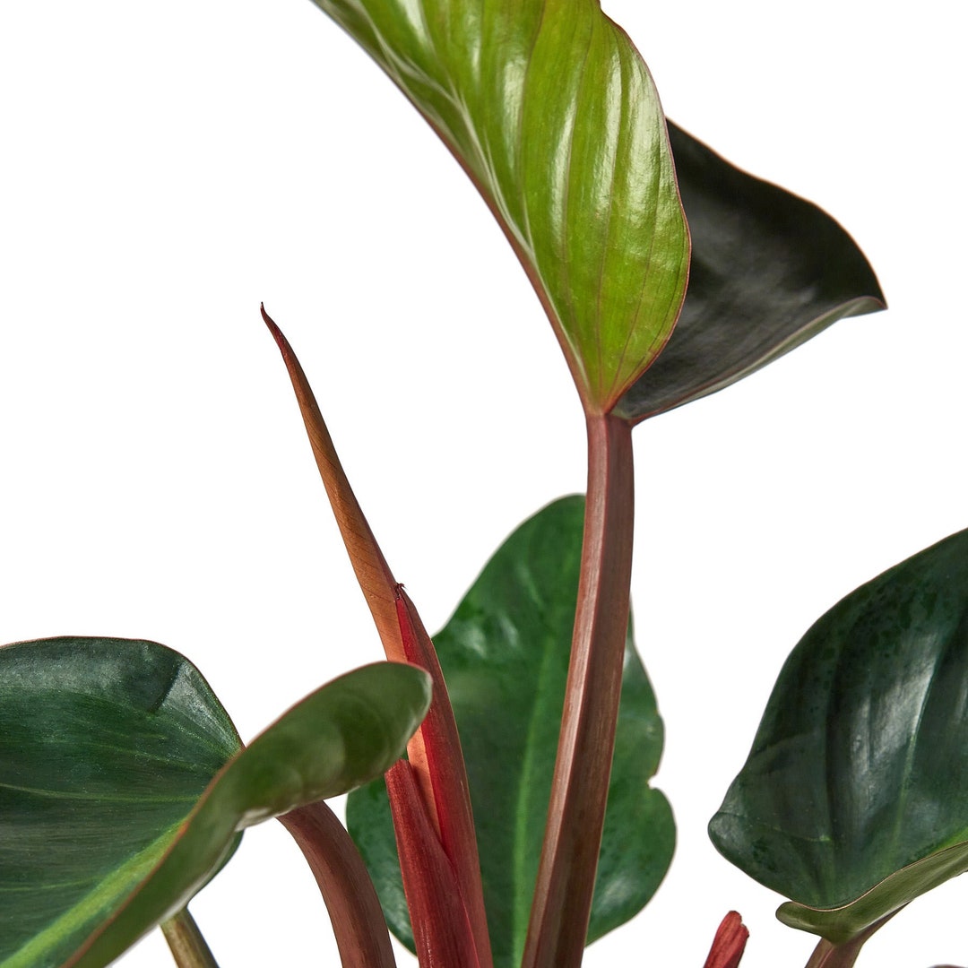 6in Philodendron Plant "congo Rojo" | Live Plants | Indoor Plant ...
