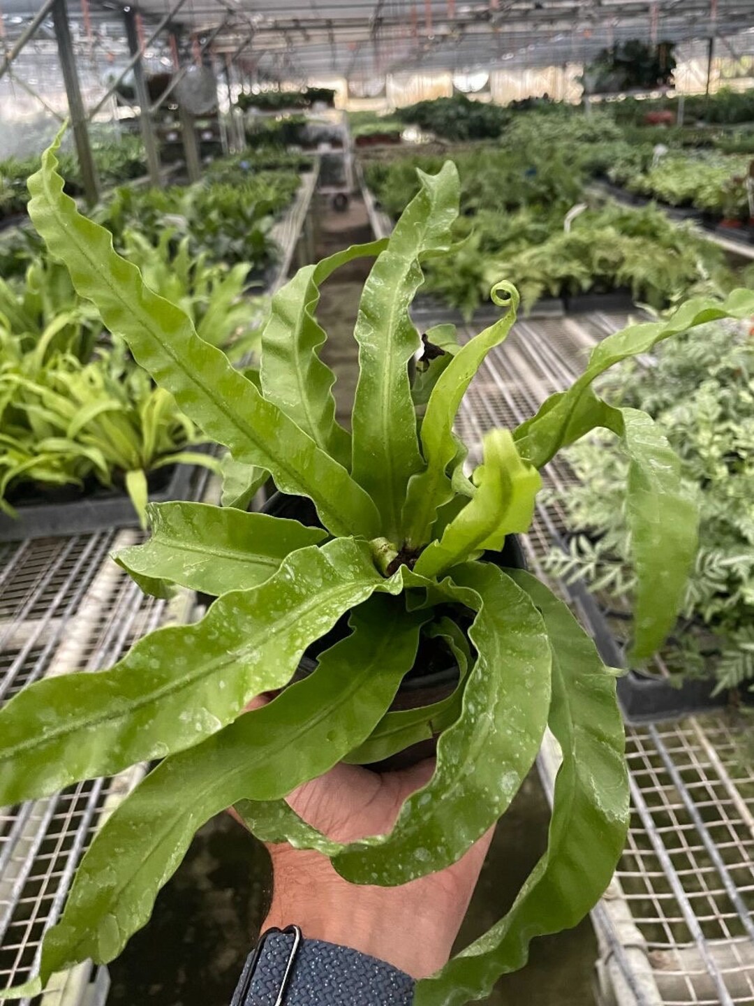 4in Fern bird's Nest Hurricane Live Plants Houseplant Indoor Plants - Etsy