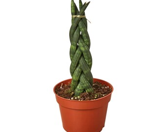 Sansevieria Ballyi Exotic Rare Garden Succulent Outdoor - Etsy
