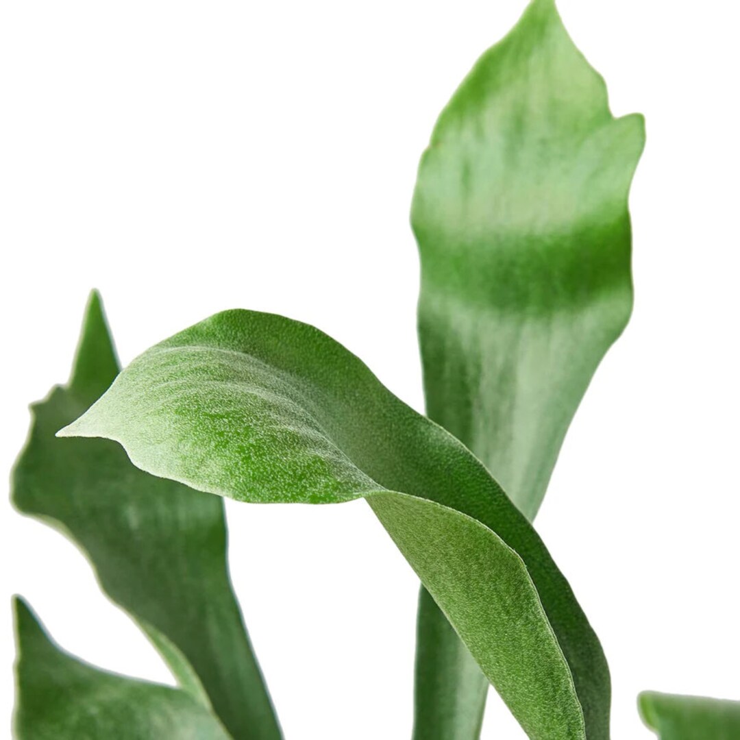 4in Fern staghorn Live Plant Houseplants - Etsy