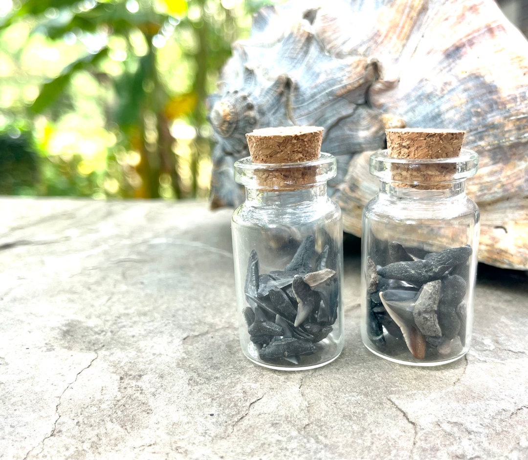 Mini Shark Teeth in Glass Jar Keepsake - Etsy