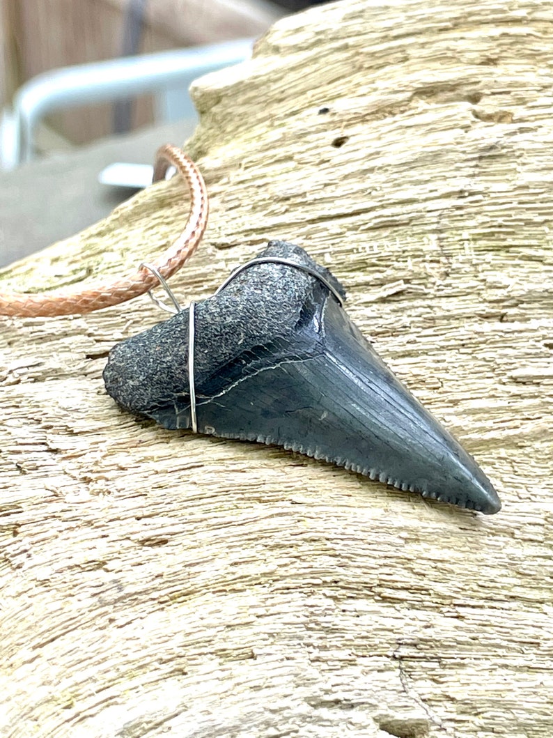 Shark Tooth Necklace, Pointy Angustiden - Etsy