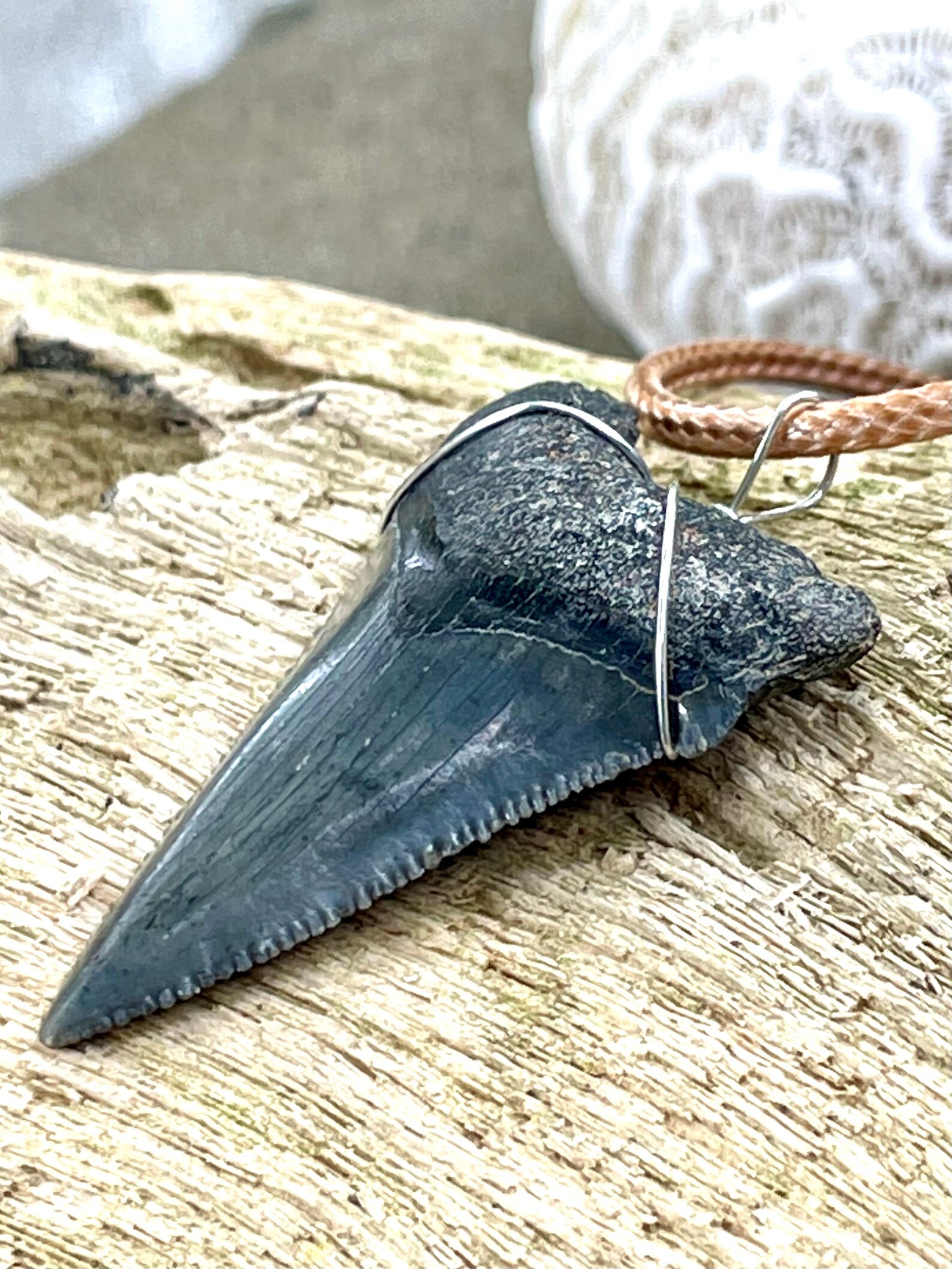 Shark Tooth Necklace, Pointy Angustiden - Etsy
