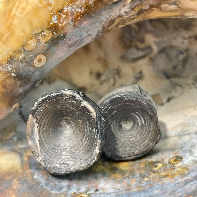 Shark Vertebrae - Etsy