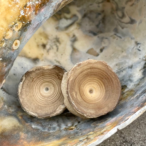 Shark Vertebrae - Etsy