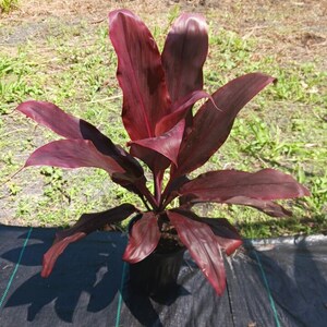 Ti Plant Cordyline Fruticosa Giant Red Hawaiian Sister Aka Rubra ...