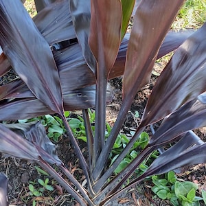 Ti Plant Cordyline Fruticosa Black Magic Midnight Velvet Tropical Plant ...