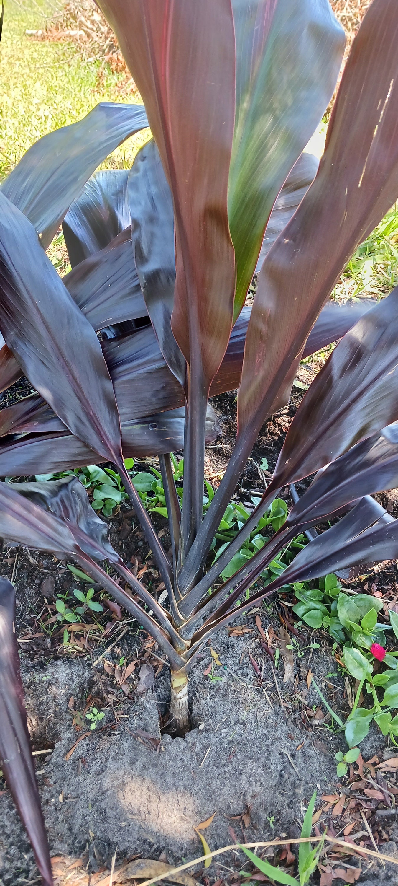 Ti Plant Cordyline Fruticosa Black Magic Midnight Velvet Tropical Plant ...