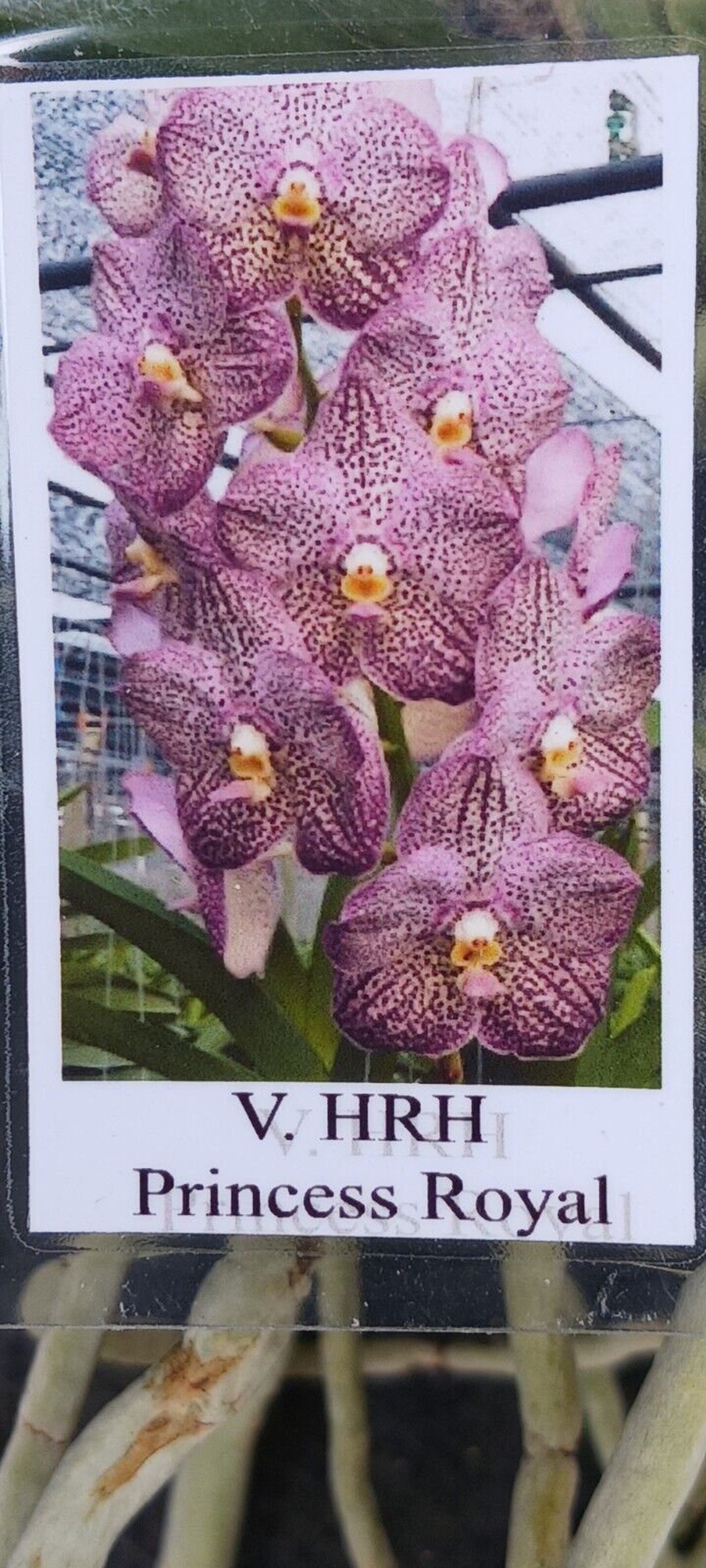 Orchid Vanda HRH Princess Royal Tropical Hanging Plants - Etsy