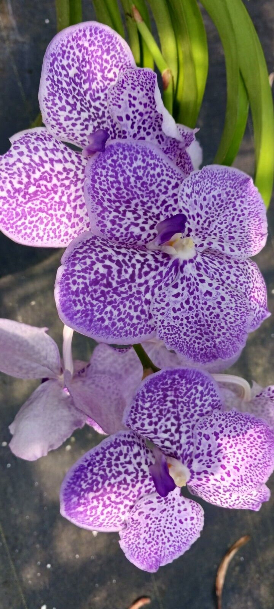 Orchid Vanda Yano Blue Ploenpit Hanging Plants - Etsy