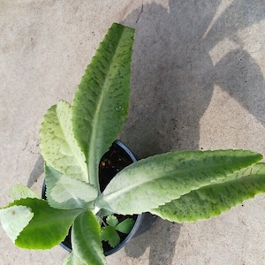 Kalanchoe Gastonis-bonnieri Donkey Ear Succulent Madagascar Plant - Etsy