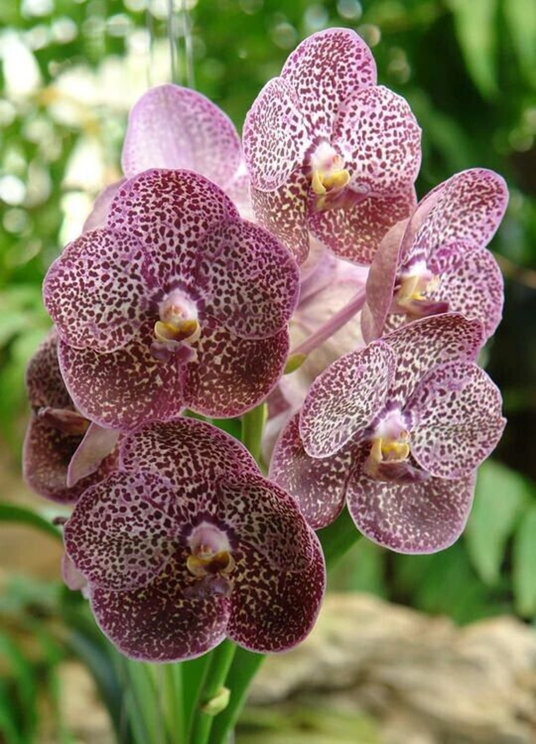 Orchid Vanda Kulwadee Fragrance No 27 - Etsy