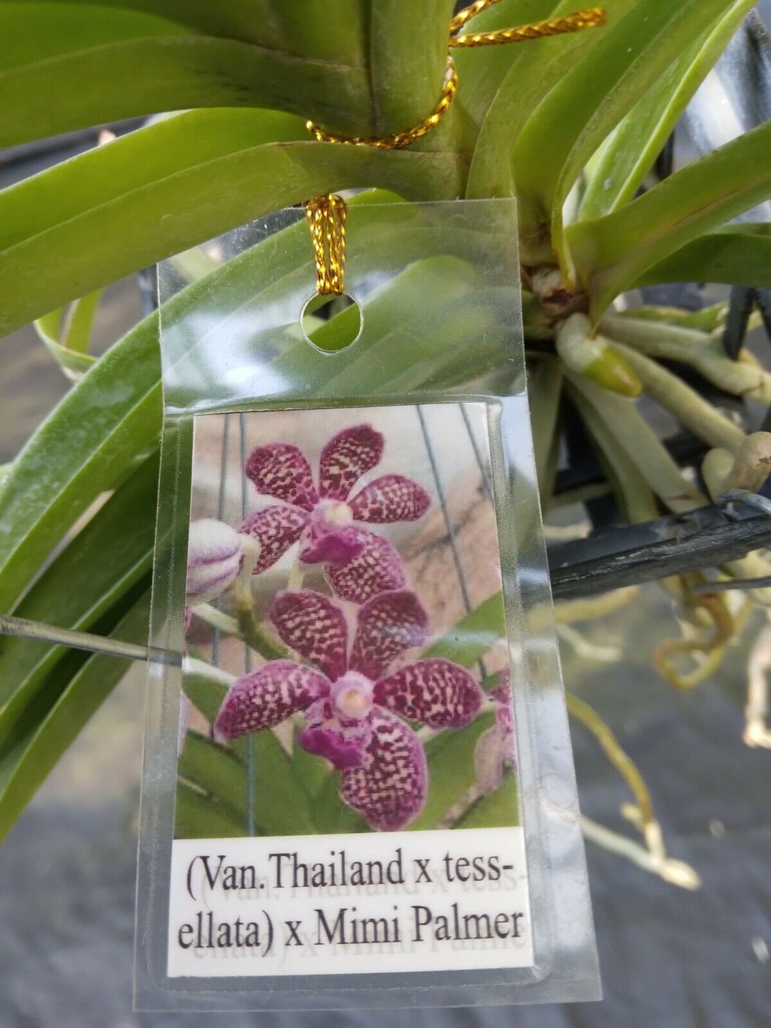 Orchid Vanda Thailand X Tessellata X Mimi Palmer Fragrant - Etsy