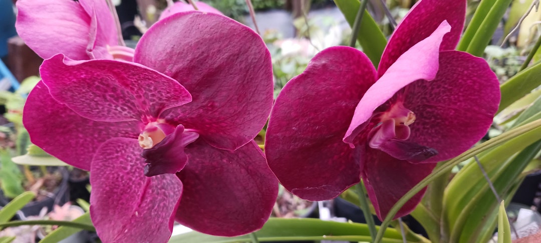 Orchid Vanda Mem Ted Carter Burgundy Tropical Hanging Plant - Etsy