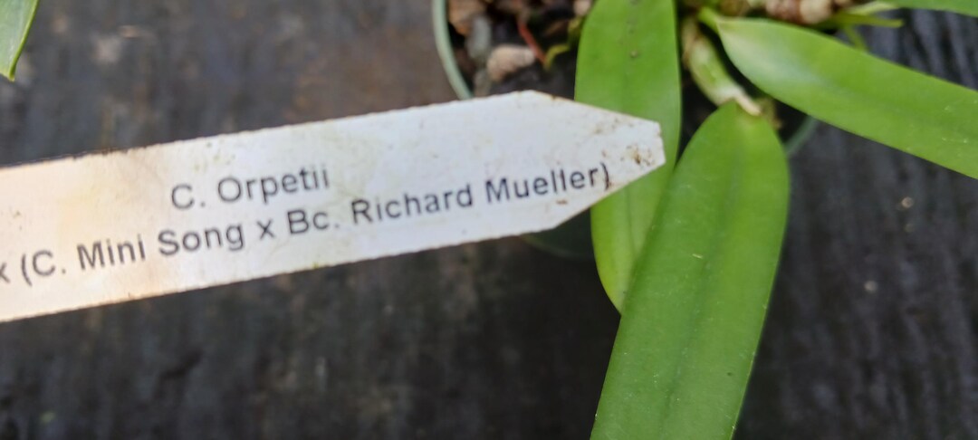 Orchid Cattleya Brasavola C Orpetii X Mini Song X Bl Richard Mueller ...