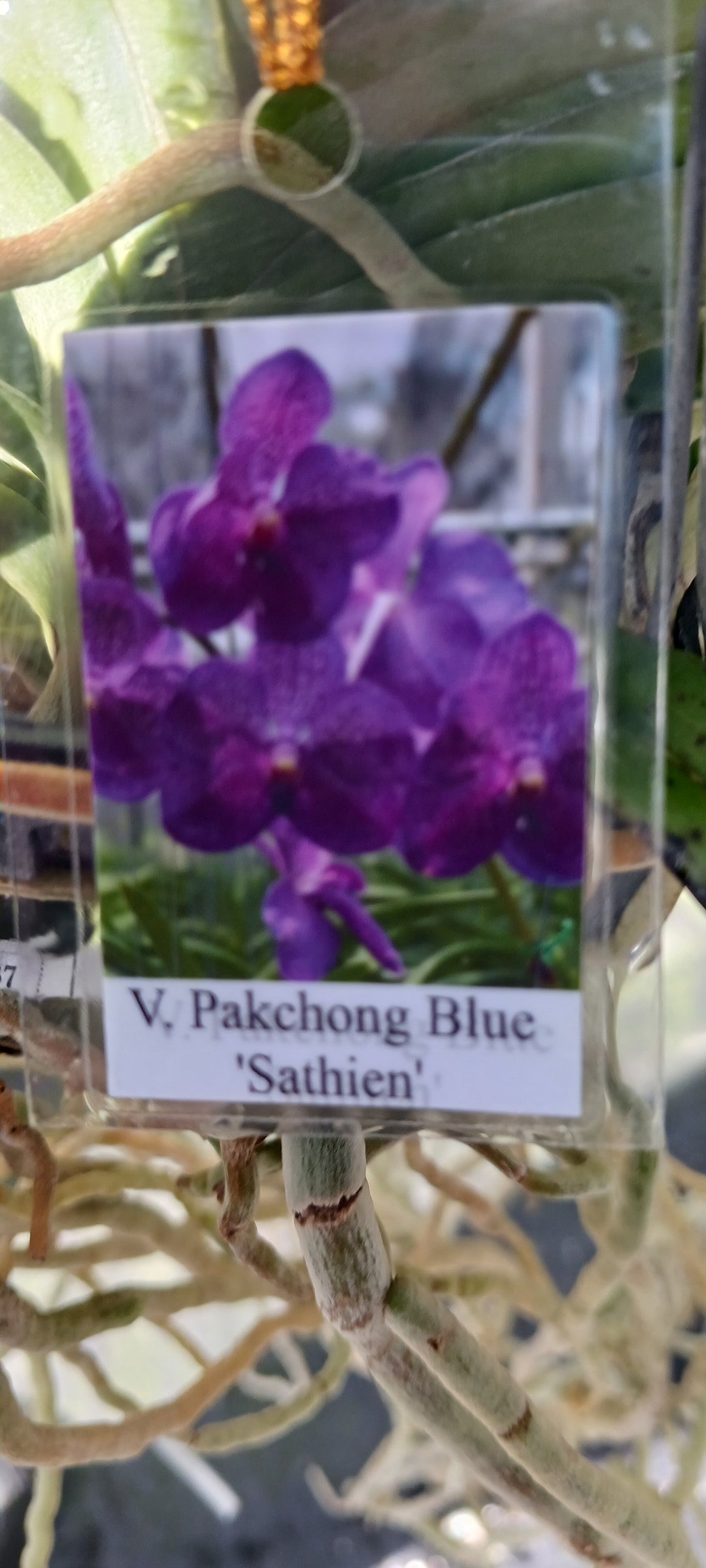 Orchid Vanda Pakchong Blue Sathien Tropical Hanging Plants - Etsy