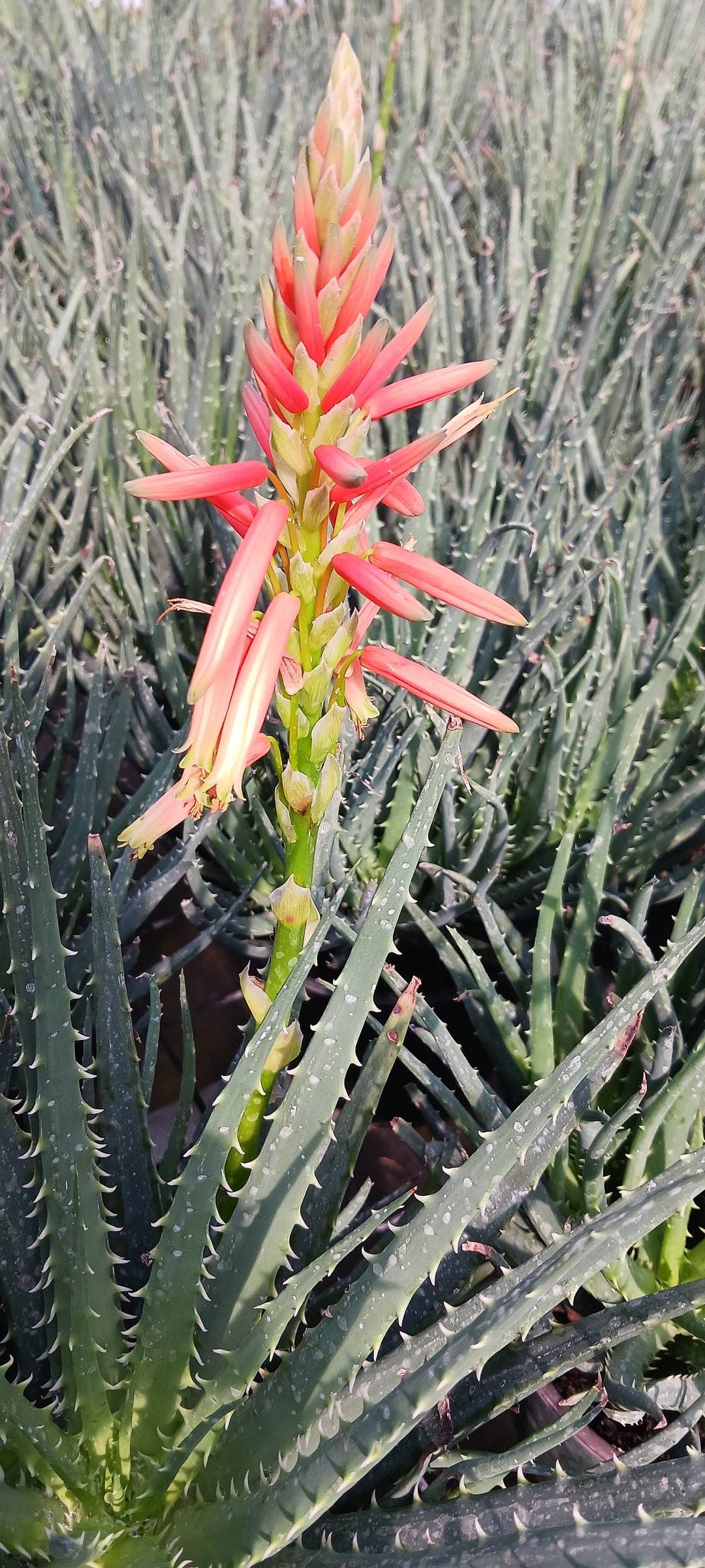 Aloe Humilis Blue Dwarf Hedgehog Succulent Cactus Tropical Plant - Etsy