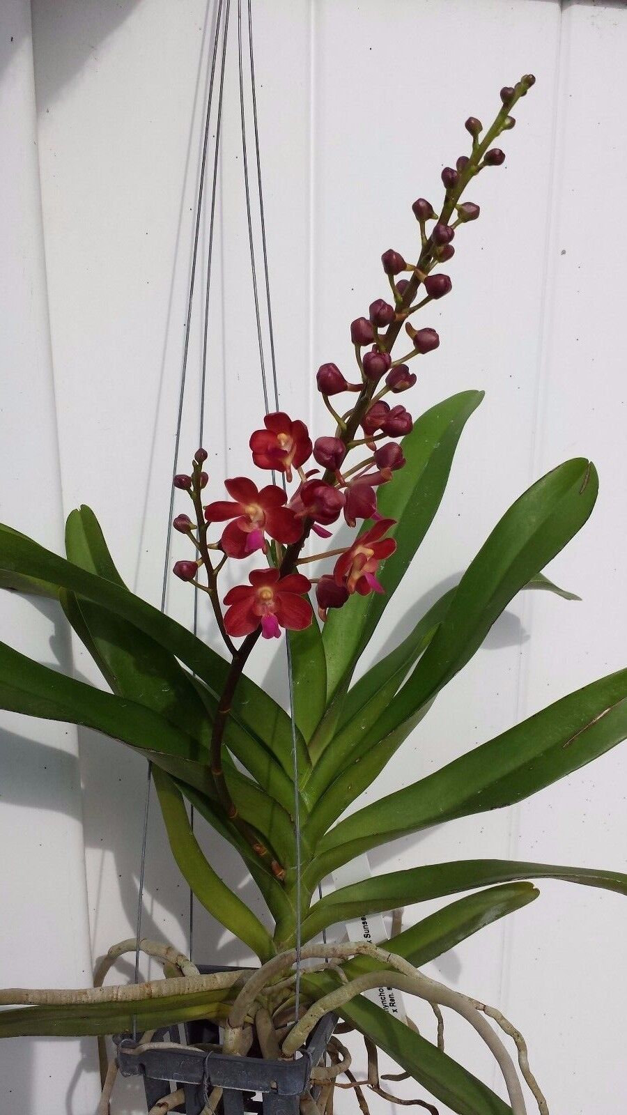 Orchid Vanda Waironara Tango Fire Tropical Hanging Plant - Etsy