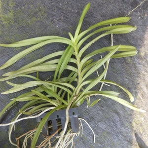 Orchid Vanda Mariae Philippine Species Exotic Tropical Plants - Etsy