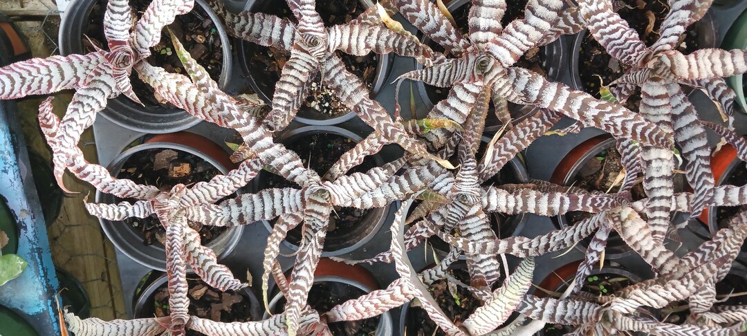 Bromeliad Cryptanthus Absolute Zero Tropical Plant - Etsy