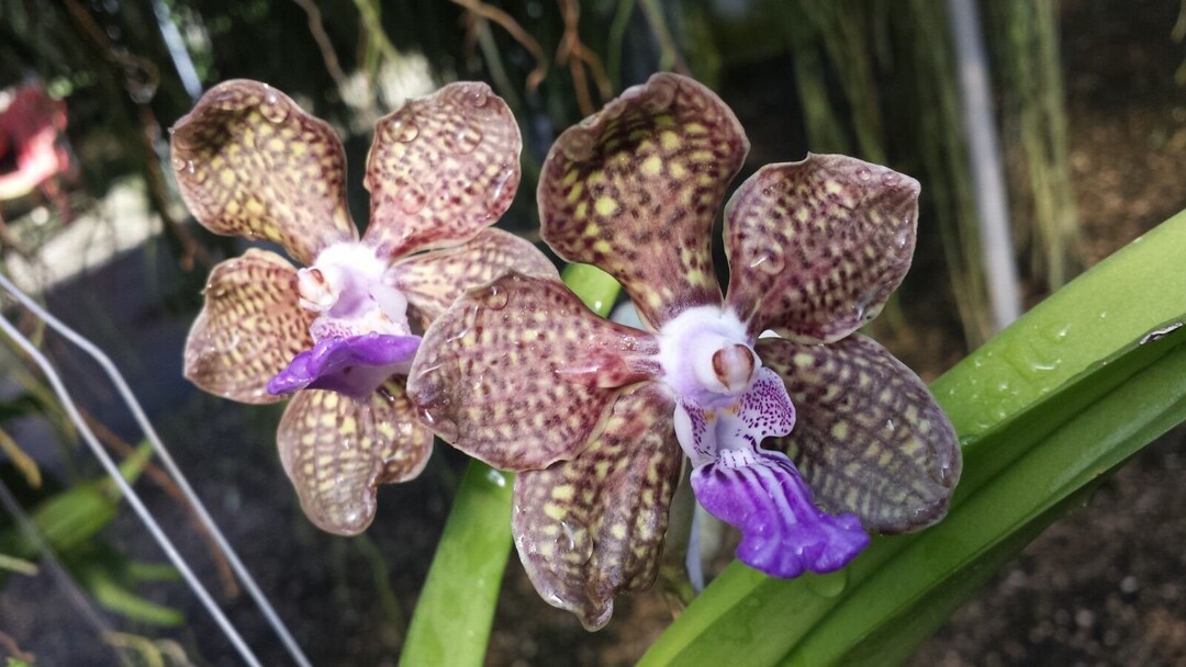 Orchid Vanda Papilionanda Mimi Palmer Fragrant Exotic Tropical Hanging ...