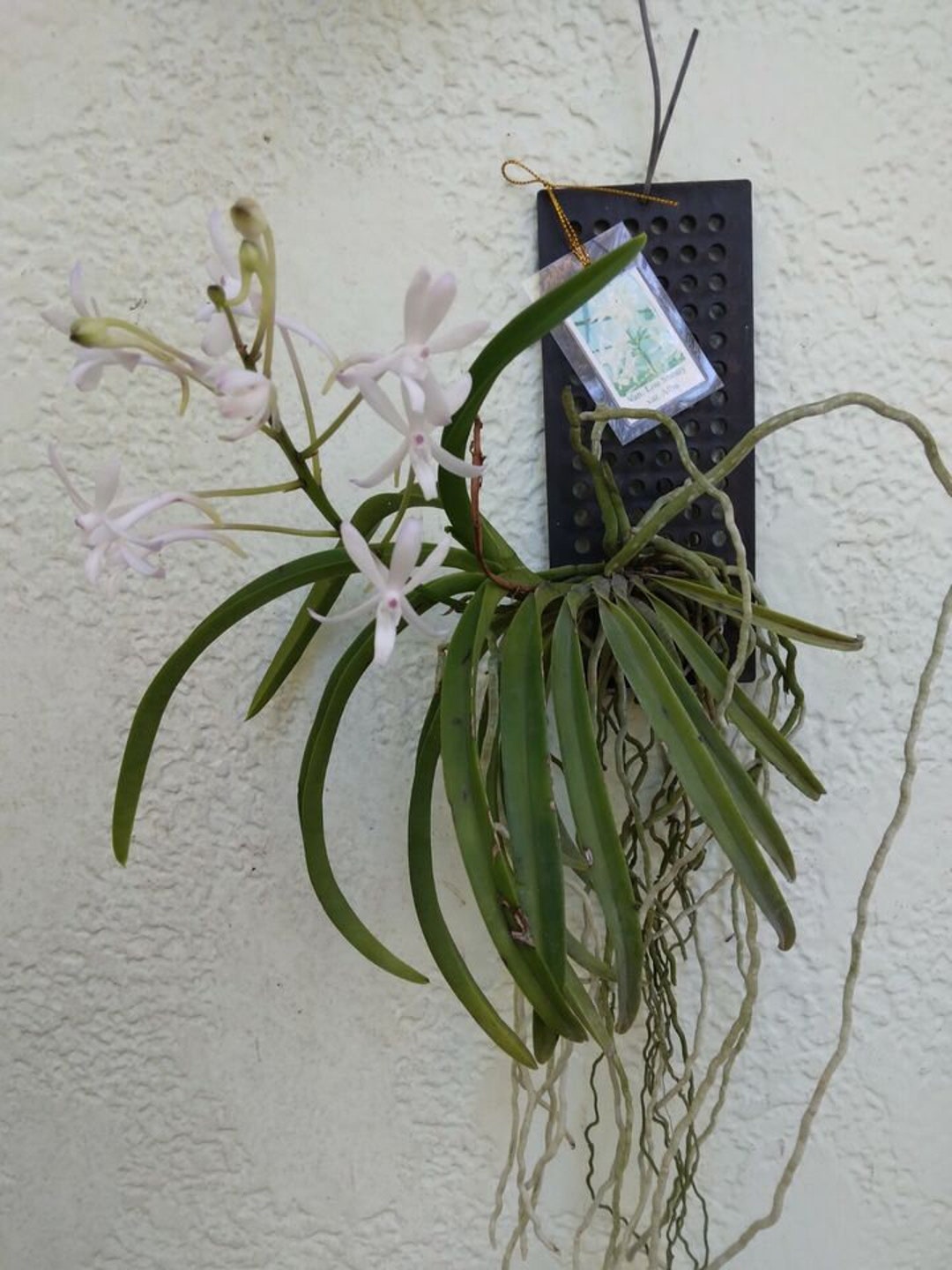 Orchid Vanda Lou Sneary Alba Hanging Plant - Etsy