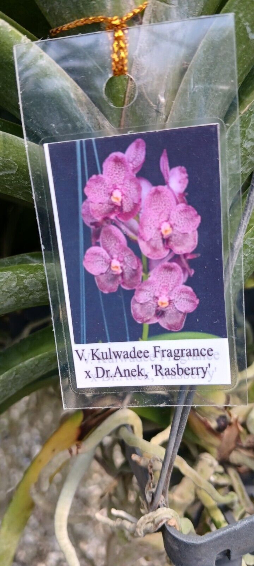 Orchid Vanda Kulwadee Fragrance X Dr Anek Rasberry Plants - Etsy