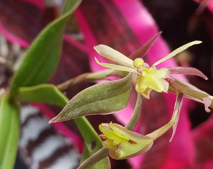 Orchid Epidendrum Magnoliae Florida Native Tropical Plant 3" Pot or ...