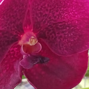 Orchid Vanda Mem Ted Carter Burgundy Tropical Hanging Plant - Etsy