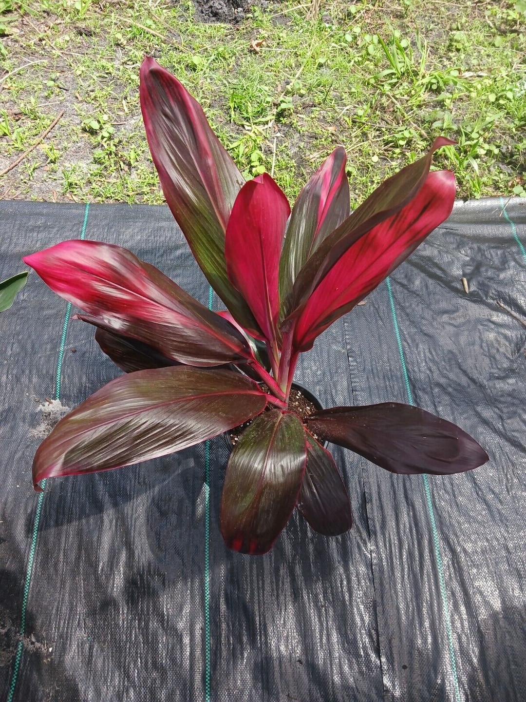 Ti Plant Cordyline Fruticosa Red Sister Aka Florida Red Tropical Plant ...