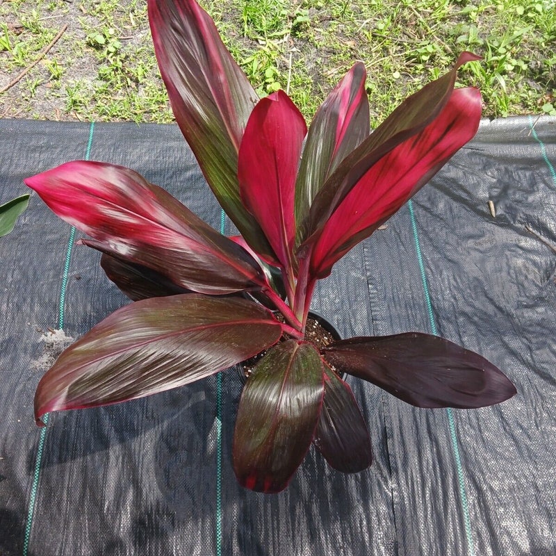 Red Sister Ti Plant - Etsy