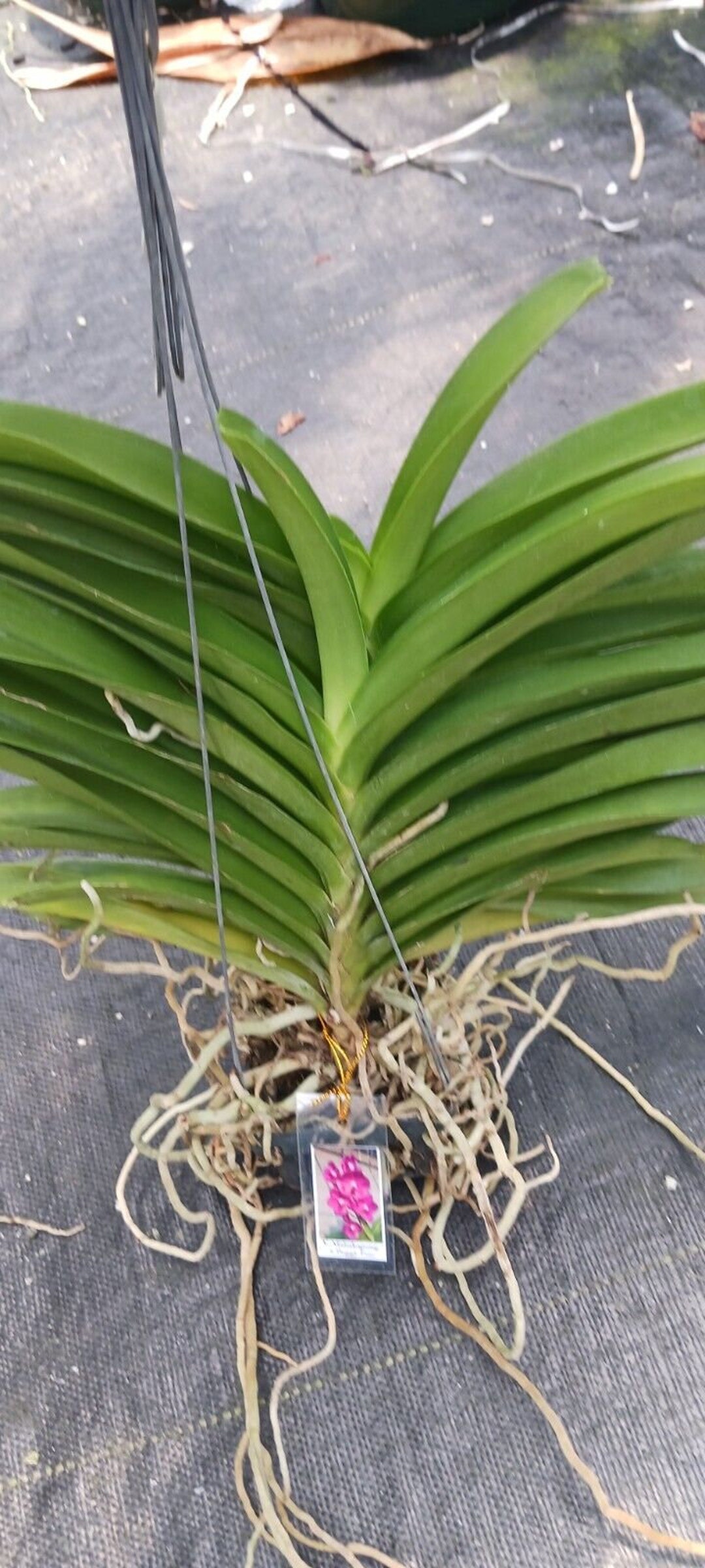 Orchid Vanda in Spike Various Colors Tropical Hanging Plants - Etsy