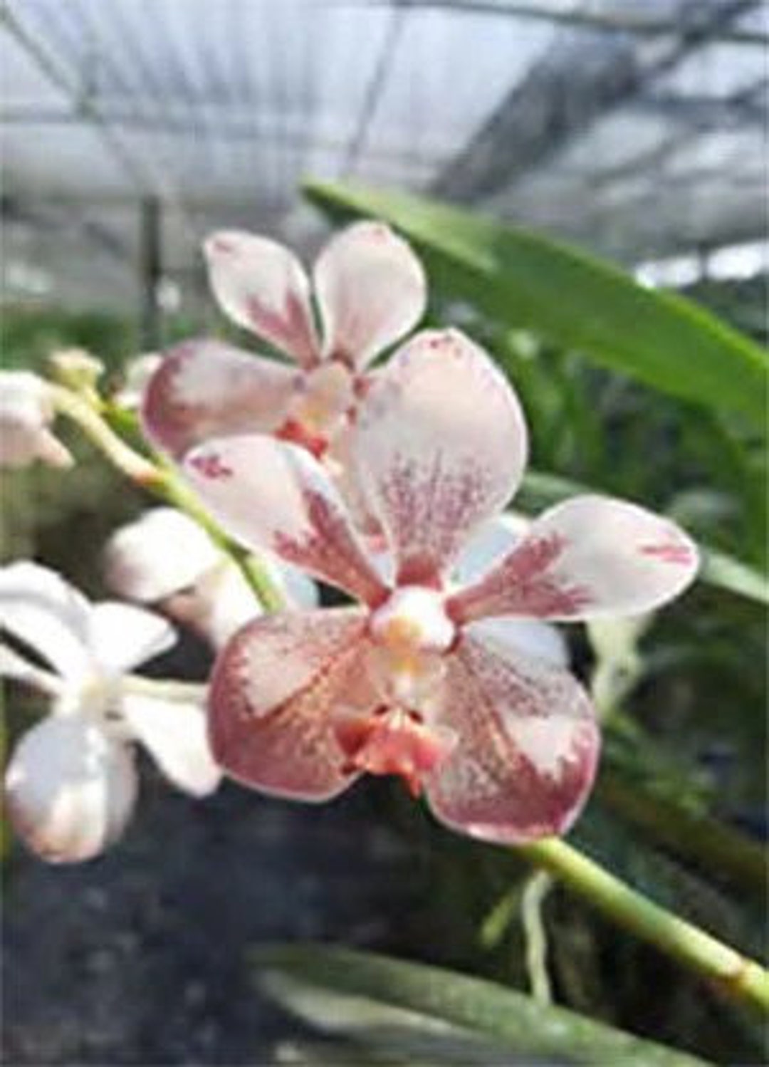 Orchid Vanda Jiraprapa X Luzonica Hanging Plant Fragrant - Etsy