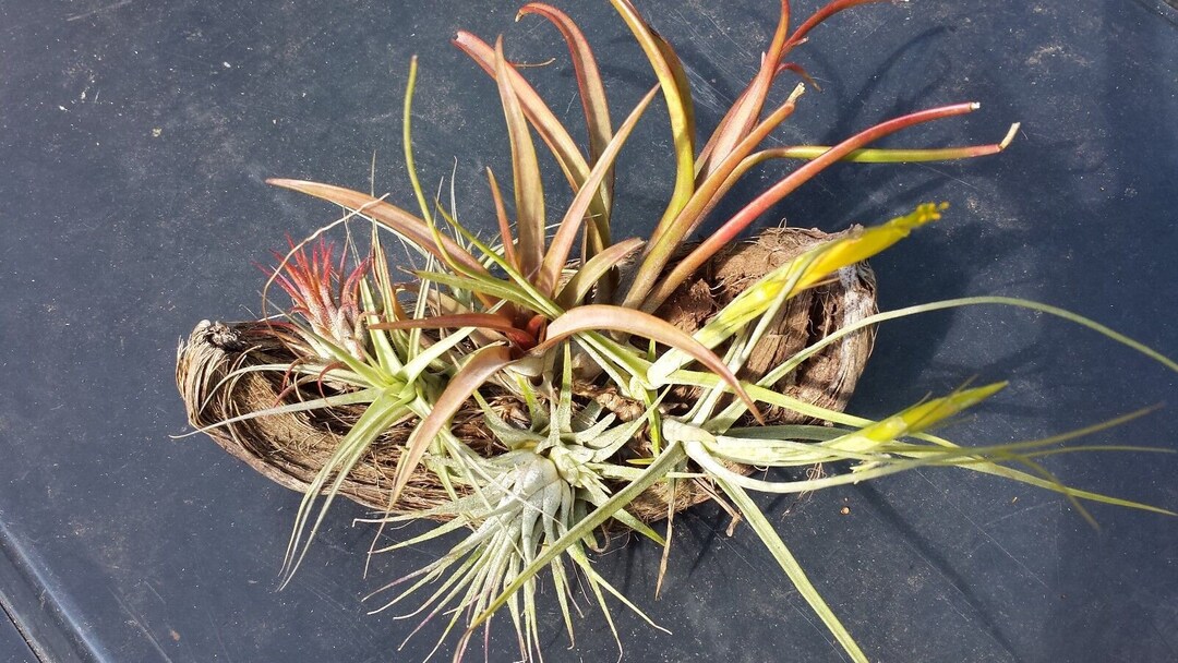 Bromeliad Tillandsia Mounted Five on Coconut Husk Exotic Tropical Air ...