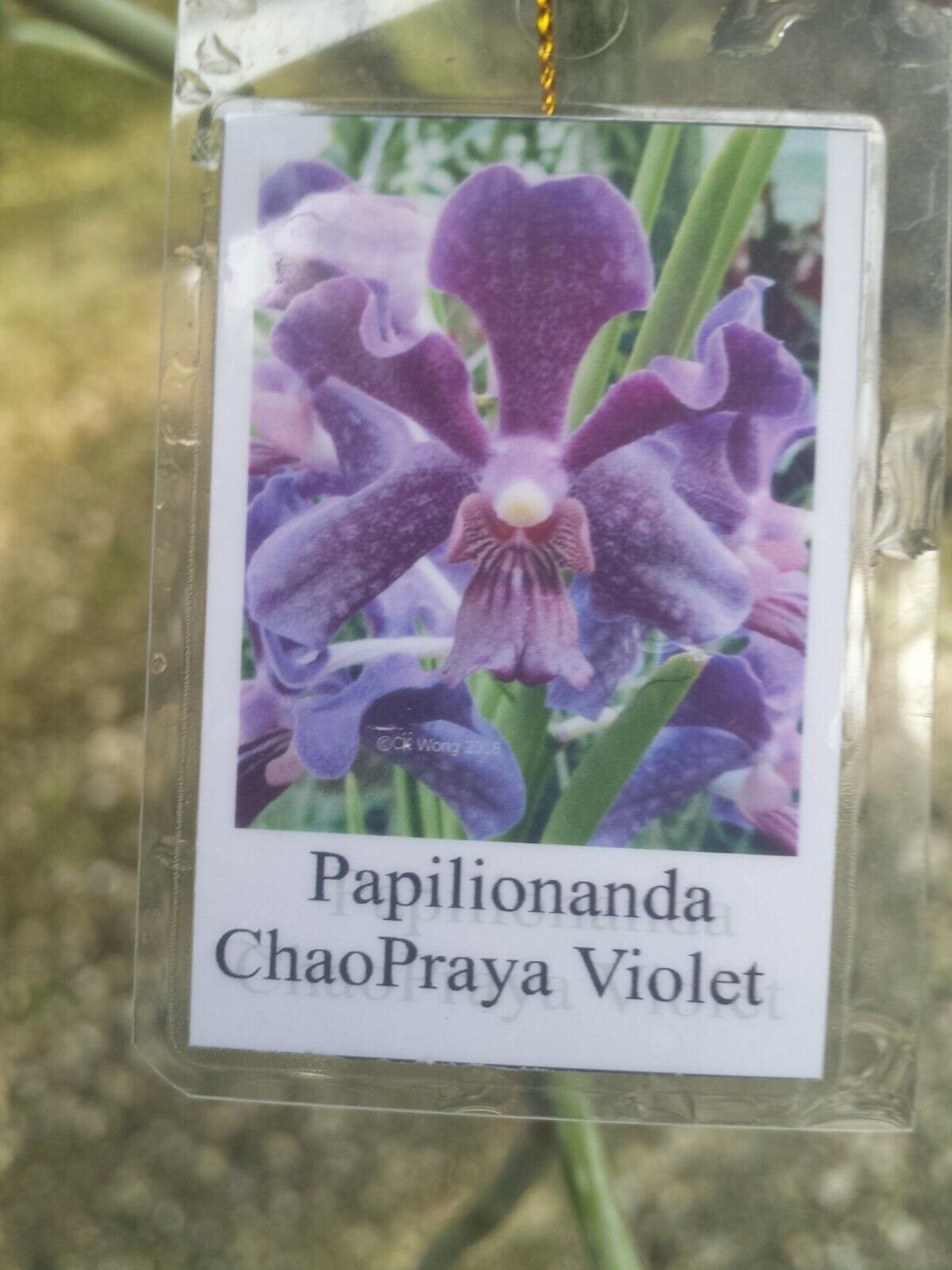 Orchid Vanda Papilionanda Chaopraya Violet Full Sun Fragrant Tropical ...