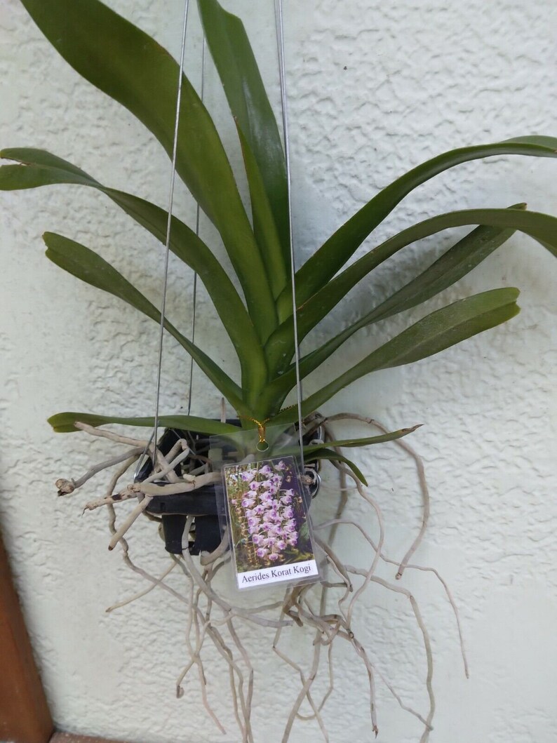 Orchid Vanda Aerides Korat Koki Kogi Fragrant Exotic Tropical - Etsy