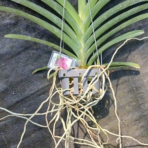 Orchid Vanda Mem Ted Carter Burgundy Tropical Hanging Plant - Etsy