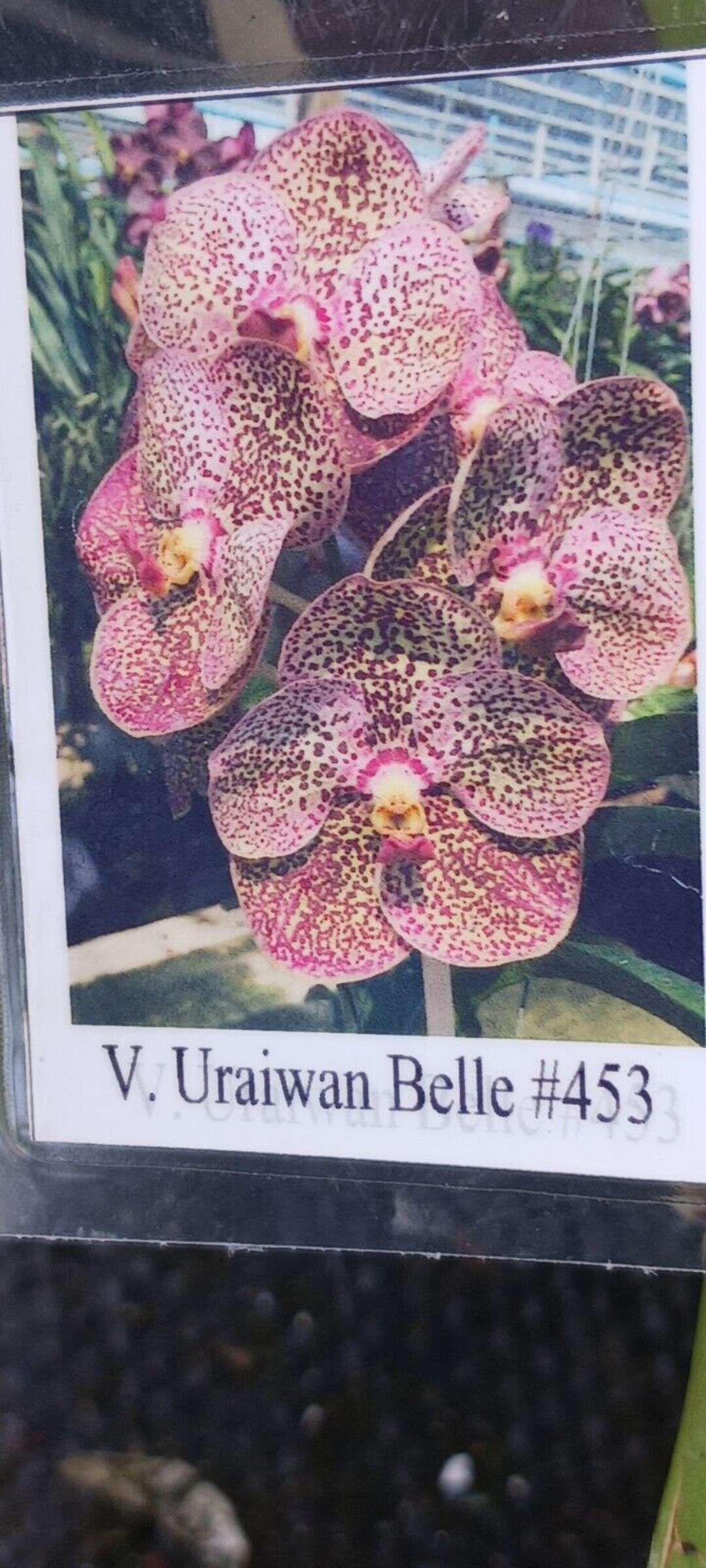 Orchid Vanda Uraiwan Belle No 453 - Etsy