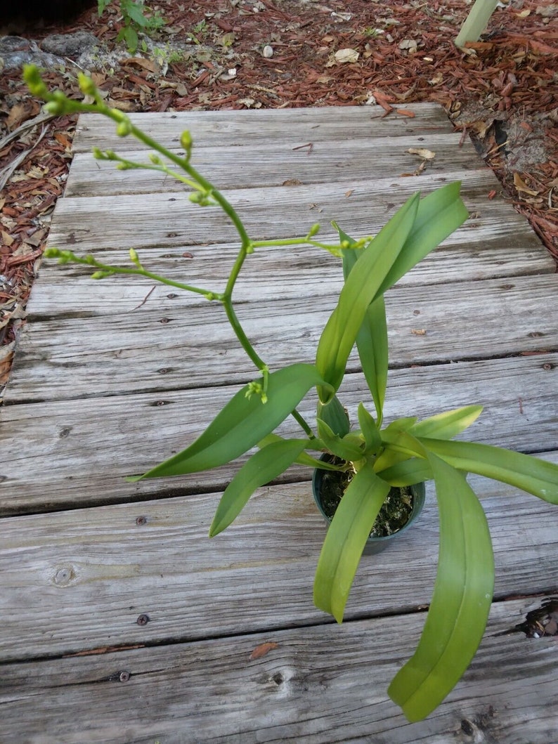 Orchid Oncidium Dancing Lady Mounted or Potted or Double Spike - Etsy