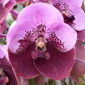 Orchid Vanda 3 Plants of Two-tone Color Special Pack Exotic Tropical ...