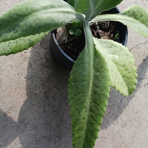 Kalanchoe Gastonis-bonnieri Donkey Ear Succulent Madagascar Plant - Etsy