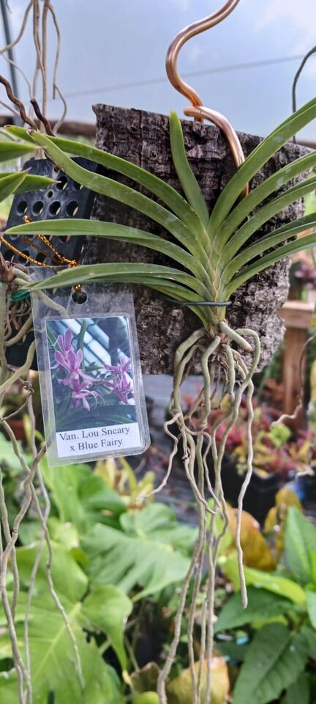 Orchid Vanda Lou Sneary X Blue Fairy Miniature Micro Mounted - Etsy