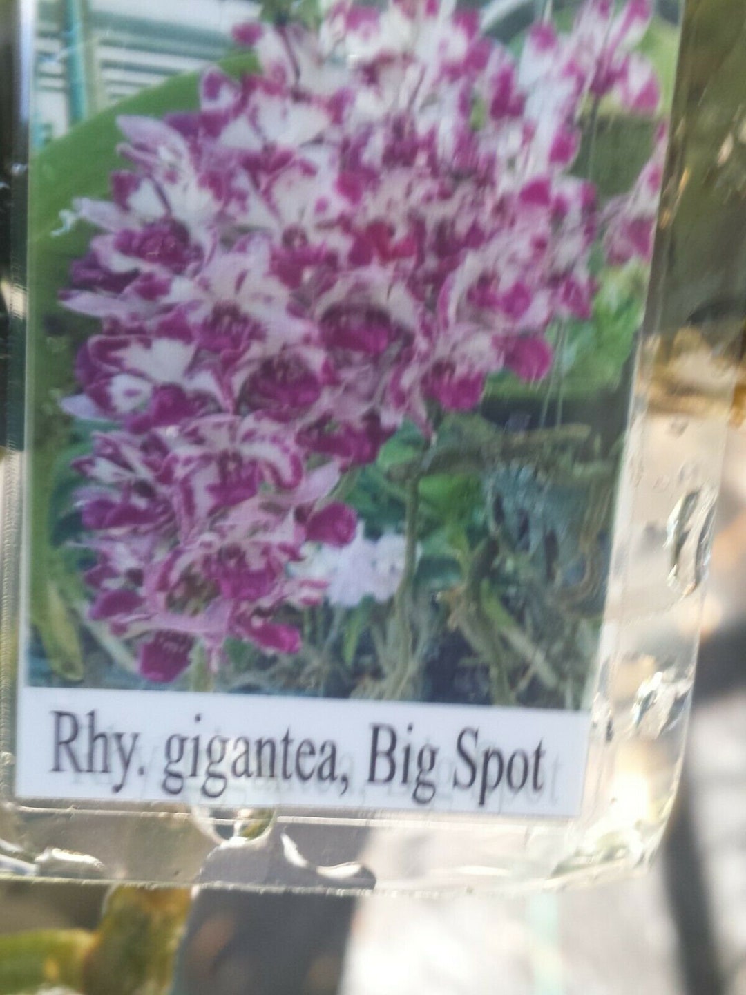 Orchid Vanda Rhynchostylis Gigantea Big Spot Fragrant - Etsy
