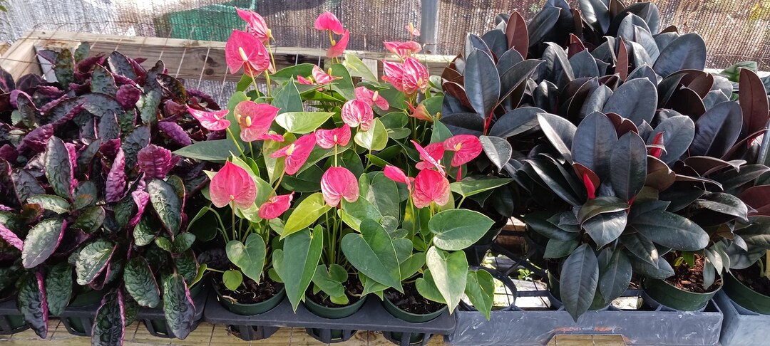Buy One Get One Desktop Tropical Plants in 4" Pots - Etsy