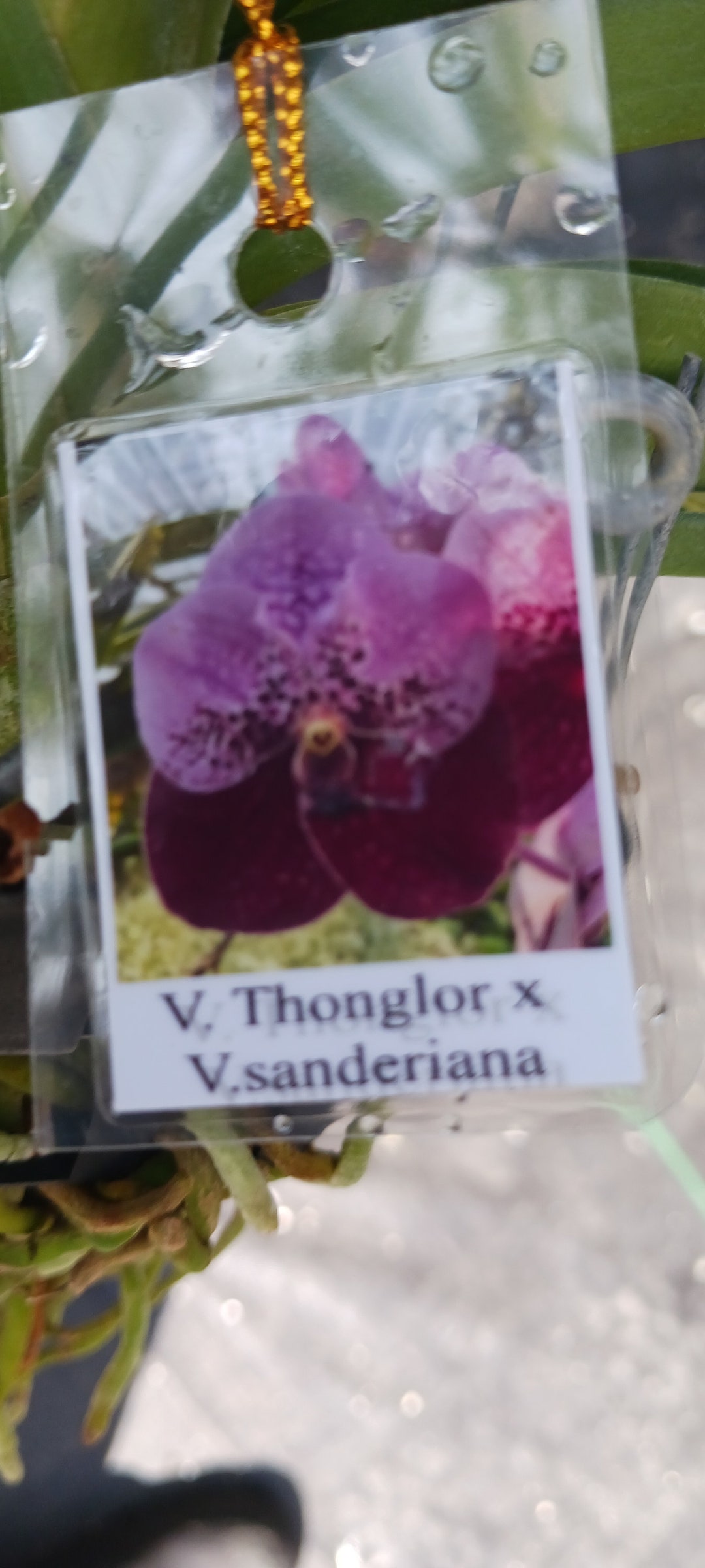 Orchid Vanda Thonglor X Sanderiana Two Tone - Etsy