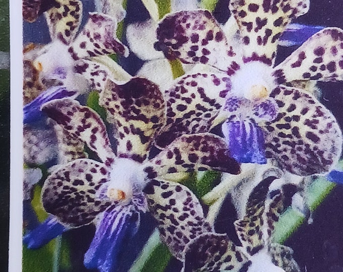 Orchid Vanda Pda Kyra Green Minghus Fragrant Exotic Tropical Hanging ...