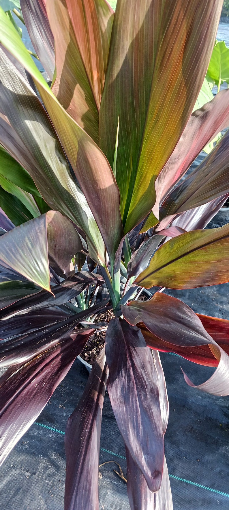 Ti Plant Cordyline Fruticosa Black Magic Midnight Velvet Tropical Plant ...
